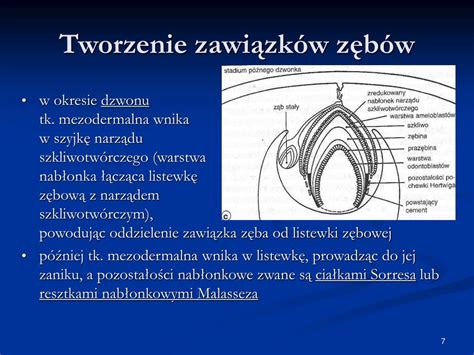 PPT Rozwój uzębienia i anatomia zębów mlecznych PowerPoint Presentation ID