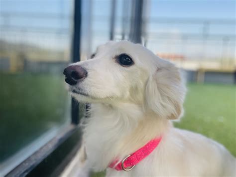 닥스훈트 리리강아지 책임분양♥ 강아지•고양이입양 강아지보호소 고양이보호소 무료분양 아이조아보호소