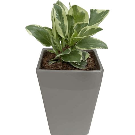 鉢植え 観葉植物 ペペロミア ゴールド ミニ観葉植物 多年草 陶器鉢 多肉植物 観葉植物おしゃれな観葉植物 安心と感動を送る