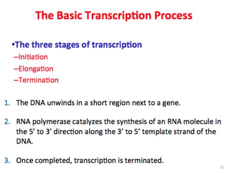 Transcription Initiation Elongation Termination
