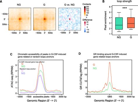 Increased Interaction Between The Promoter Of G Csf Induced Genes And