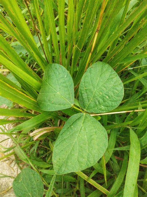 3 Round Leaf Texture That Grows Wild Among The Green Grass In The
