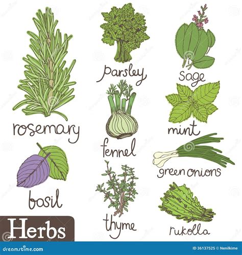 Herbs Set Stock Vector Illustration Of Ingredient Aroma 36137525