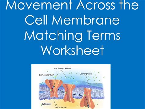 Biology Movement Across The Cell Membrane Matching Terms Diffusion