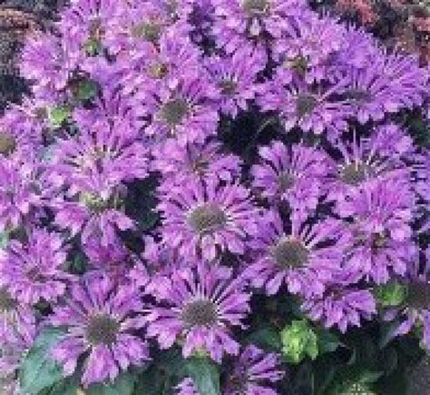 Monarda 'Bee-Pretty' (Pysznogłówka) - - Byliny Pozostałe - Centrum ...