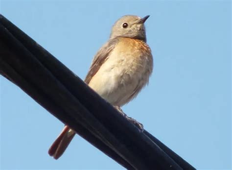 Svet Ptica Pčelinjaci Stanković Mladenovac