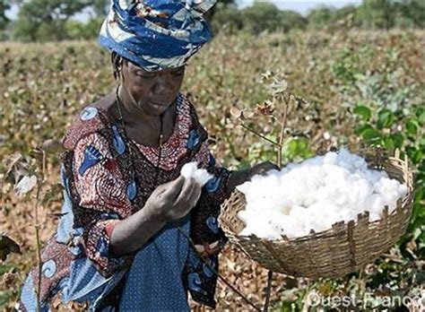 Coton le Bénin détrône le Burkina Faso et le Mali et devient le