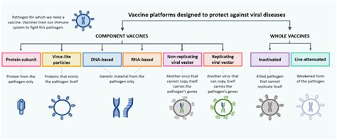 Vaccines And Their Functioning