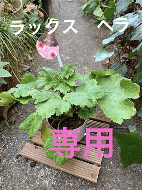 ラナンキュラス ラックス ヘラ 苗 正規品ラベル付き メルカリ