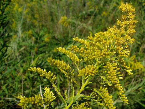 身近な植物図鑑セイタカアワダチソウの花 2