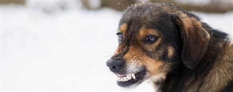 Passive Aggressive Dog Rbossfight Atelier Yuwaciaojp