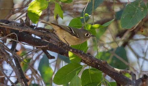 Ruby Crowned Kinglet San Diego Bird Spot