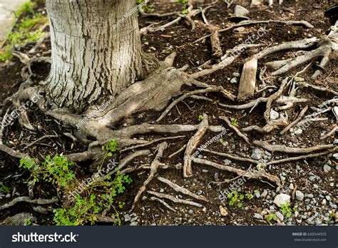 Exposed Tree Roots Images Stock Photos Vectors Shutterstock