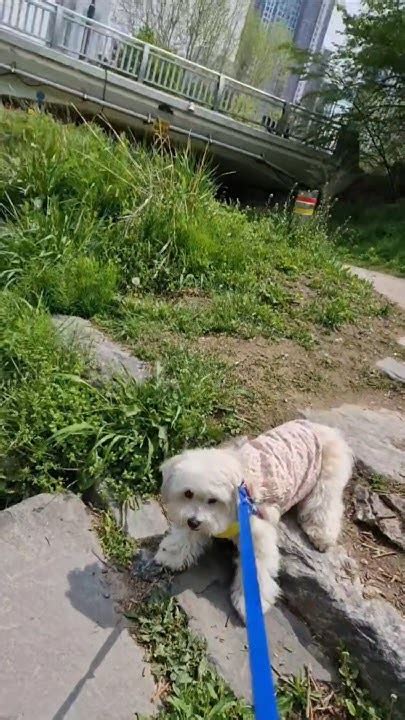 잉어 🐶🐟 울강쥔 딸기씨 성공 풍요 잉어 Youtube