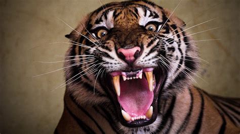 Tiger Roar Sound Youtube