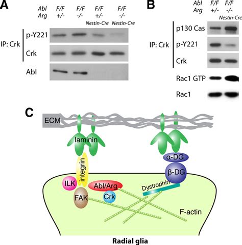 Crk Signaling Is Altered In Abl Arg Deficient Brain A Download Scientific Diagram