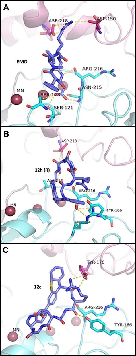 Model For The Interaction Between Integrin A V B 3 And Cilengitide A