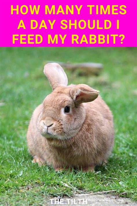 How Many Times A Day Should I Feed My Rabbit Rabbit Eating Rabbit