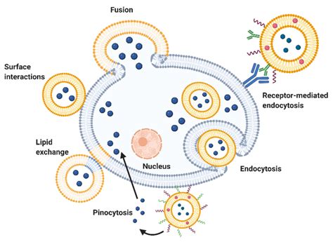 Mechanisms of liposomes uptake into cells. Liposomes can deliver their ...