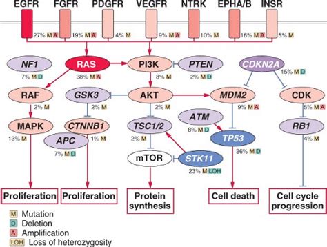 Lung Cancer Oncohema Key