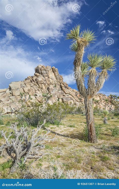 Joshua Trees And Rock Formations Joshua Tree National Park Ca Stock