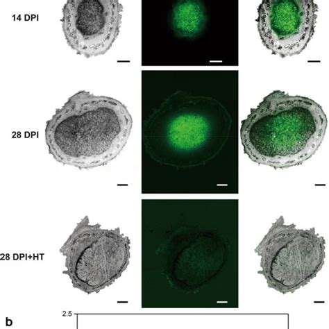 Nodulation Investigation Of Soybean Plants And Transmission Electron Download Scientific