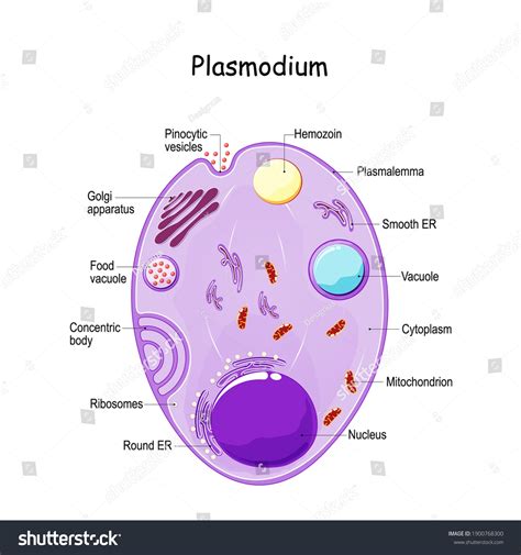 Plasmodium Labeled