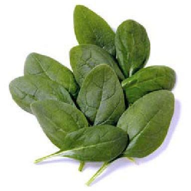 混合动力菠菜种子 Andromeda F1 nunhems 防抽苔