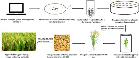 The Overview Of Developing Gm Crops For The Last 30 Years The