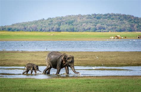 Fix Big Cursors In Java Applications In Wayland · Major Hayden