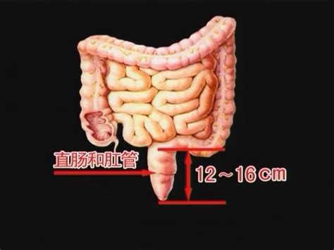 肛周解剖——直肠的解剖 哔哩哔哩