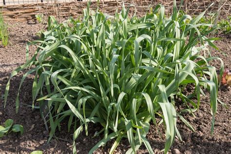 Allium Care When To Plant Allium Bulbs And More Plantura