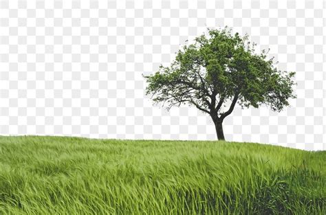 Lone Tree Png Border With Grass Field Image