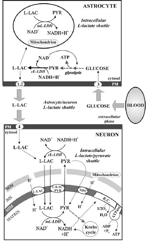 Scheme 2 L L Lactate Metabolism In Brain Astrocyte Neuron Shuttle Download Scientific