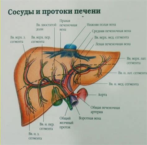 Доктор Рик Герд Хамер ПЕЧЕНЬ Опухоли или изъязвления Германская Новая ...