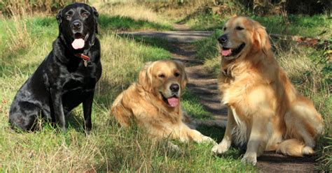 Dogsitter 28enne Muore Sbranata Dai Cani Che Stava Portando A Passeggio