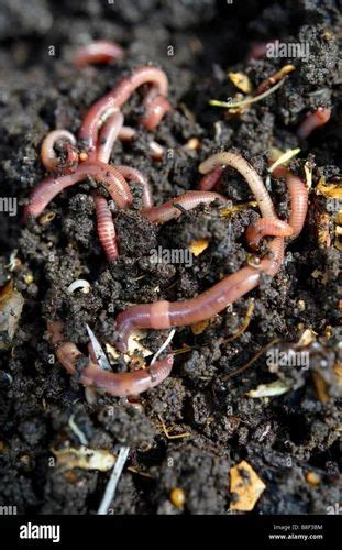 Earthworms Eisenia Fetida 5 Kg Box At ₹ 205kg In Bhopal Id