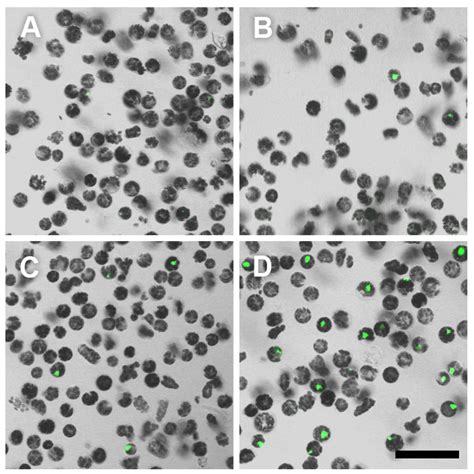 A Simple Method For Isolation Of Soybean Protoplasts And Application To Transient Gene