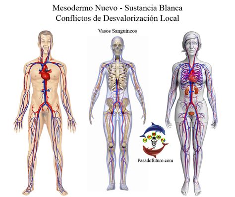 Organos Del Mesodermo Nuevo Y Sus Conflictos Biologicos Artofit