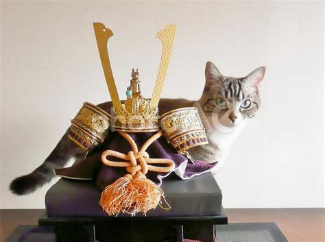 猫と兜のある子供の日 No 2420127｜写真素材なら「写真ac」無料（フリー）ダウンロードok