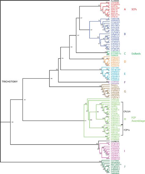 Phylogenetic Tree Of Fcp1 Like Sequence Relationships A Rectangular