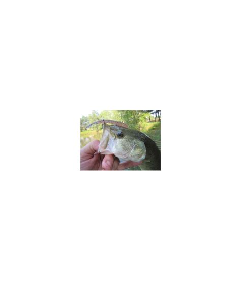 Leurre Souple Megabass Tiny X Layer