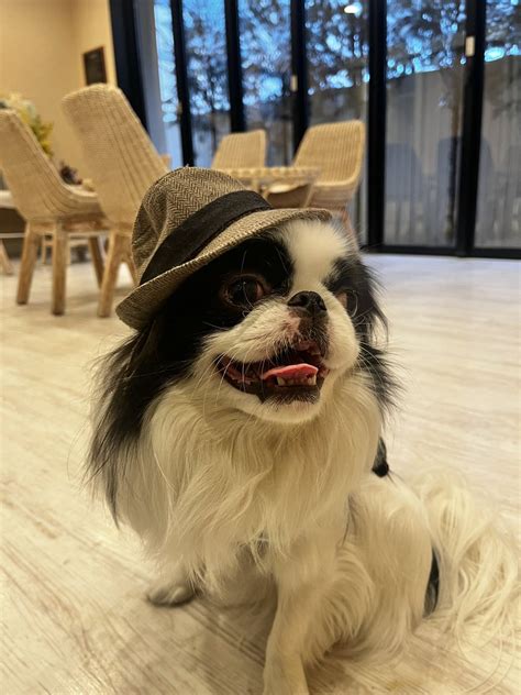 chai ruby kii ruby kii Twilog ツイログ chai ruby kii ruby kii Twilog ツイログ