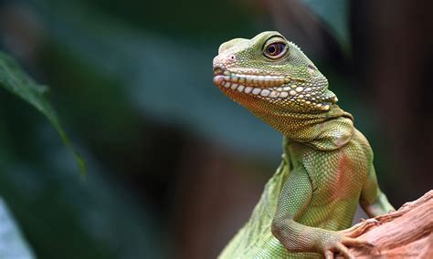 Determining Sex In Lizards