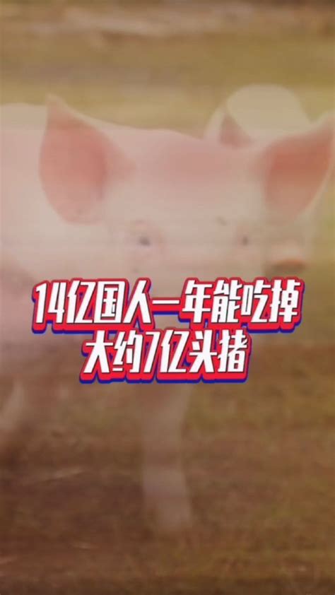 14亿国人一年能吃掉大约7亿头猪国是论坛 猪肉 14亿国人一年能吃掉大约7亿头猪凤凰网视频凤凰网