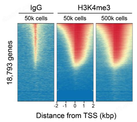 Epicypher 13 0041histone H3k4me3 Antibody表观遗传学 深圳欣博盛生物科技有限公司