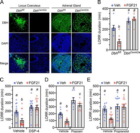 Fgf21 Exerts Its Anti Intoxicant Activity Through Noradrenergic Download Scientific Diagram