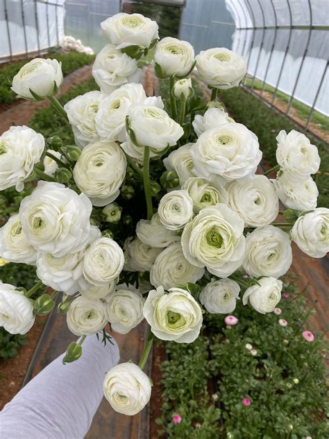 Ranunculus White — Flourish Flower Farm