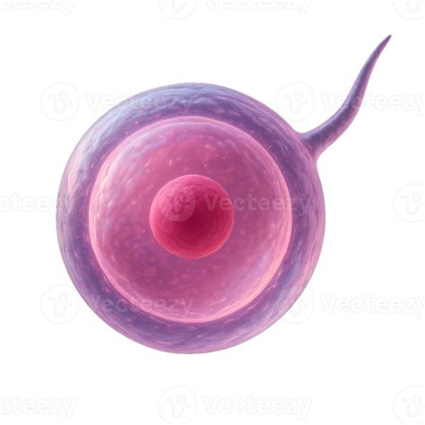 An Embryo In A Cell 62782188 Png