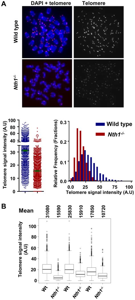 Telomere Length In Wild Type And Nth1−− Mouse Cells Q Fish Analysis